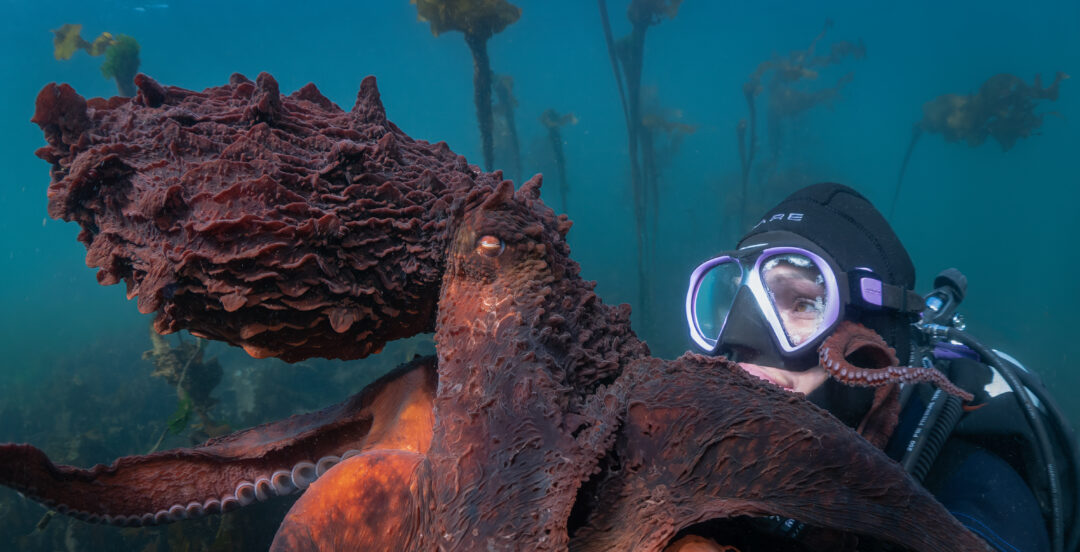 Two Vancouver Island Diver-Filmmakers Featured on New Nat Geo Octopus ...